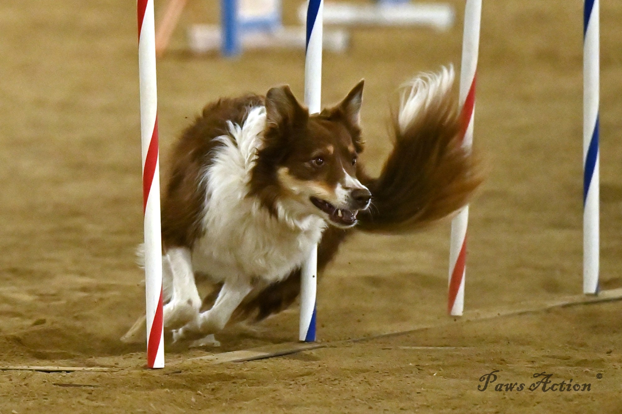 Boise Agility Runners & Climbers