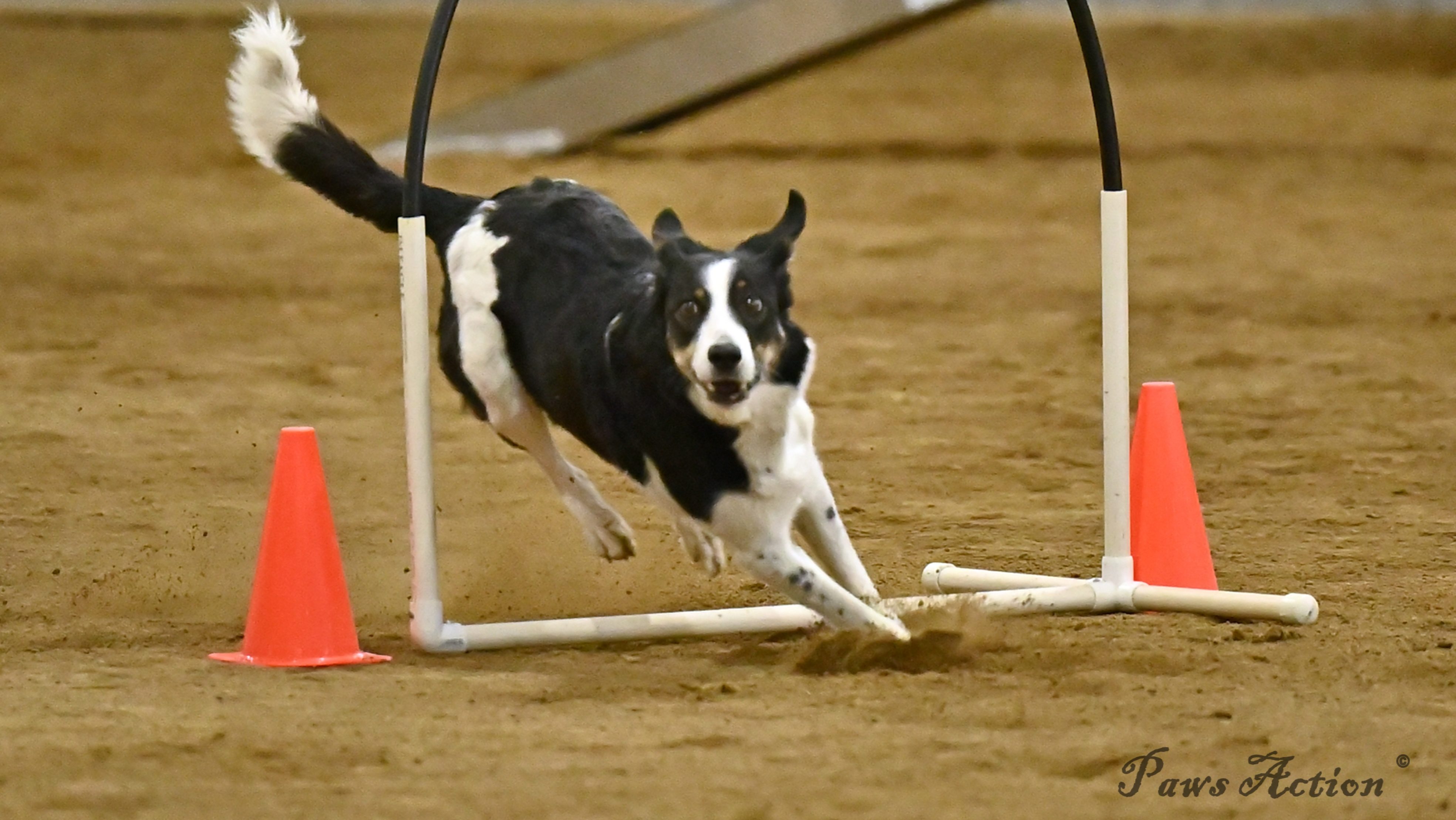 Agility Basics – Boise Agility Runners & Climbers